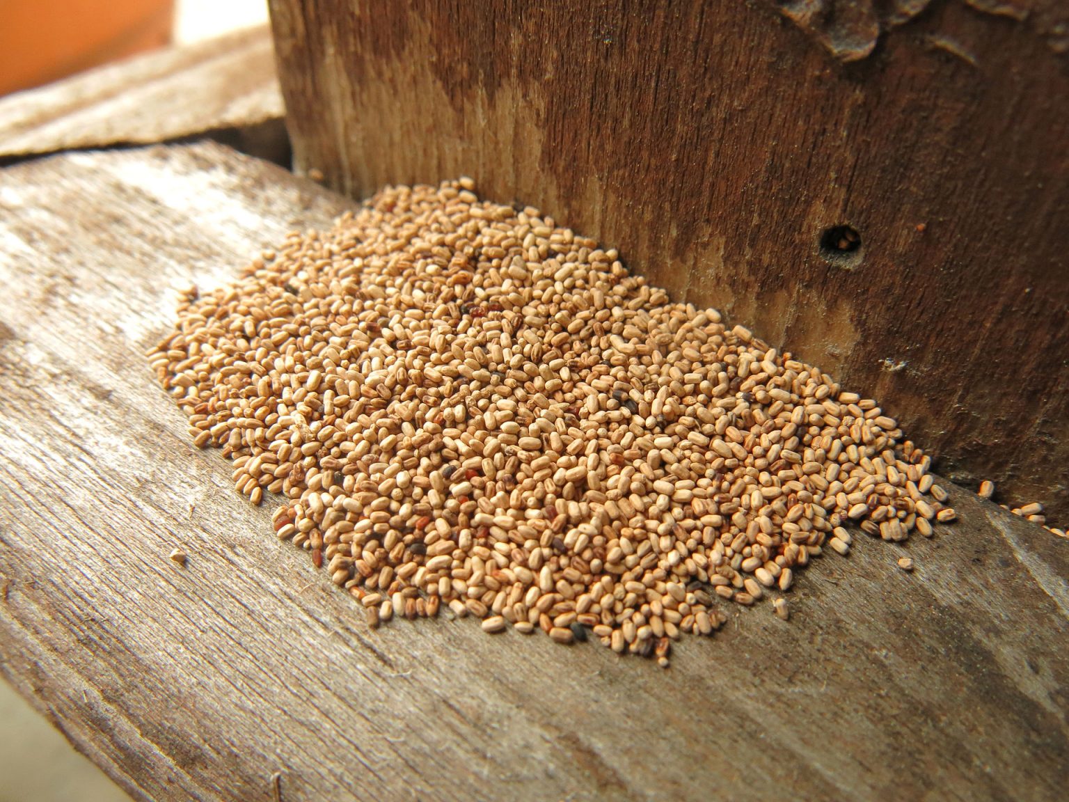 Termite Control Before Devastation Occurs – Pest Control Fast by ...